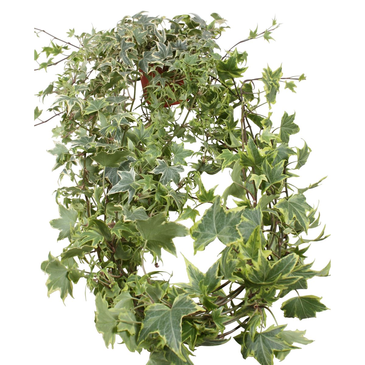 Hedera helix 'Yellow Ripple' — Plant Wholesale FlorAccess