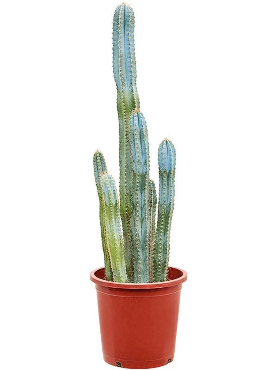 Pilosocereus azureus — Plant Wholesale FlorAccess