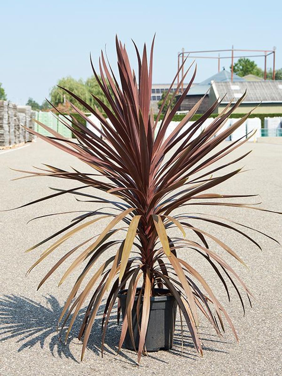 Cordyline australis 'Red Star' — Plant Wholesale FlorAccess