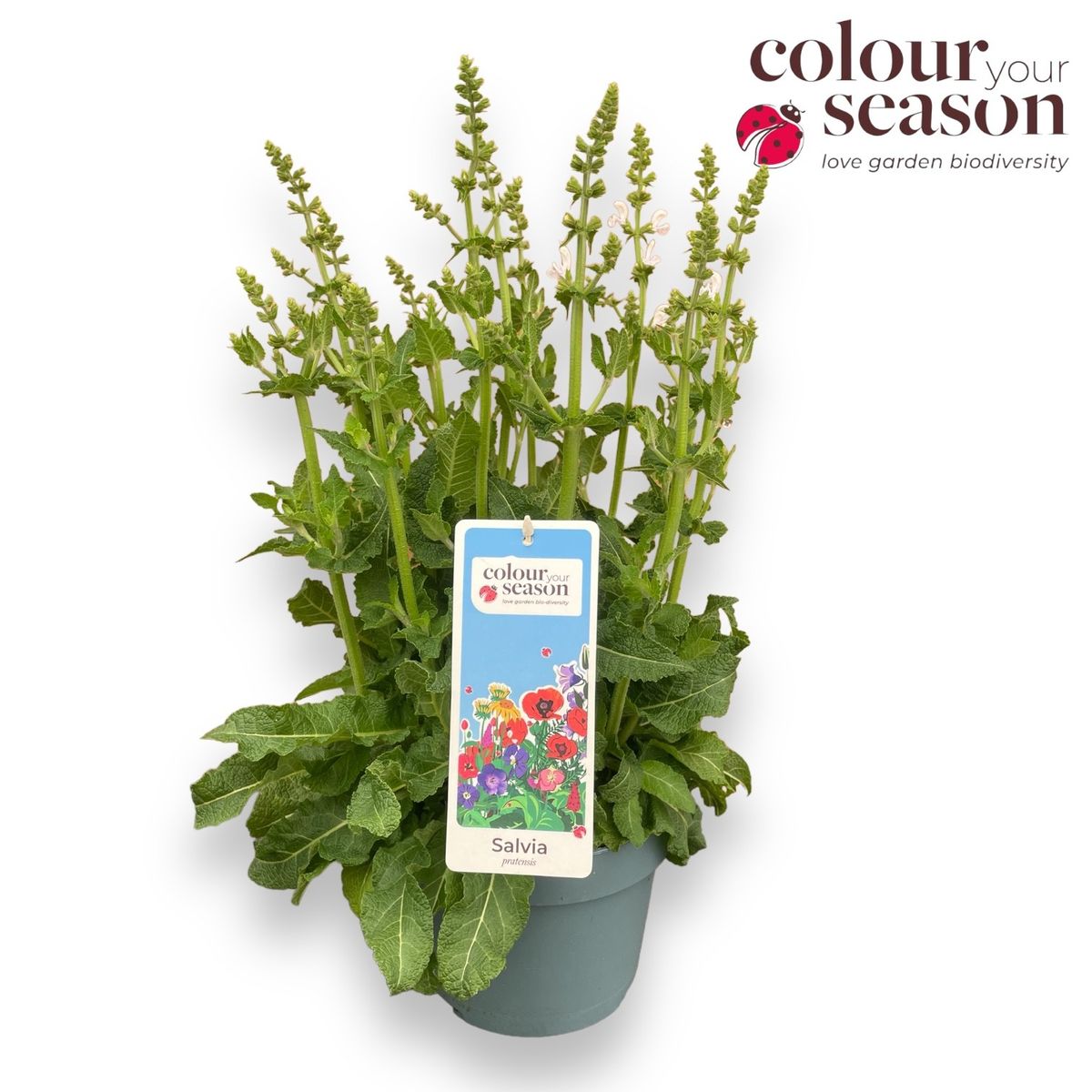 Salvia 'Snow Kiss' — Plant Wholesale FlorAccess