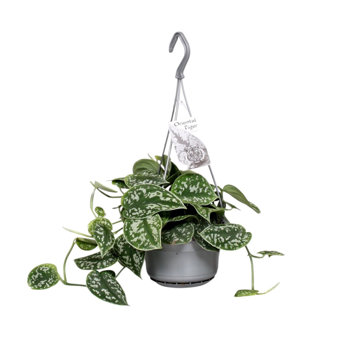 Scindapsus pictus 'Argyraeus' — Plant Wholesale FlorAccess