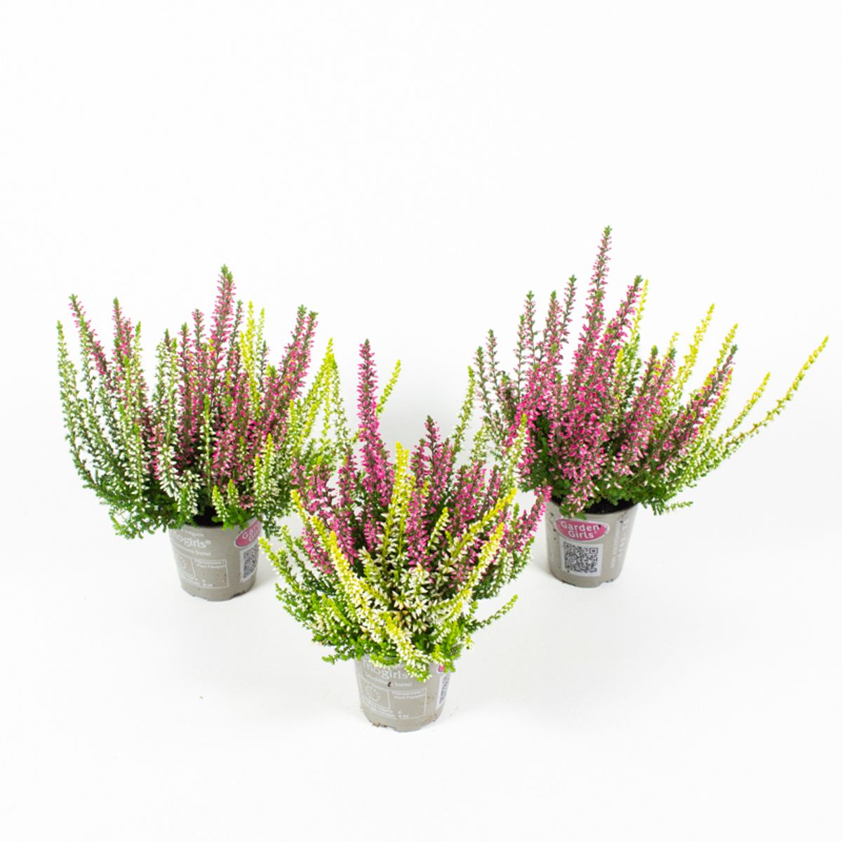 Calluna vulgaris GARDEN GIRLS MIX IN POT — Рослини оптом FlorAccess