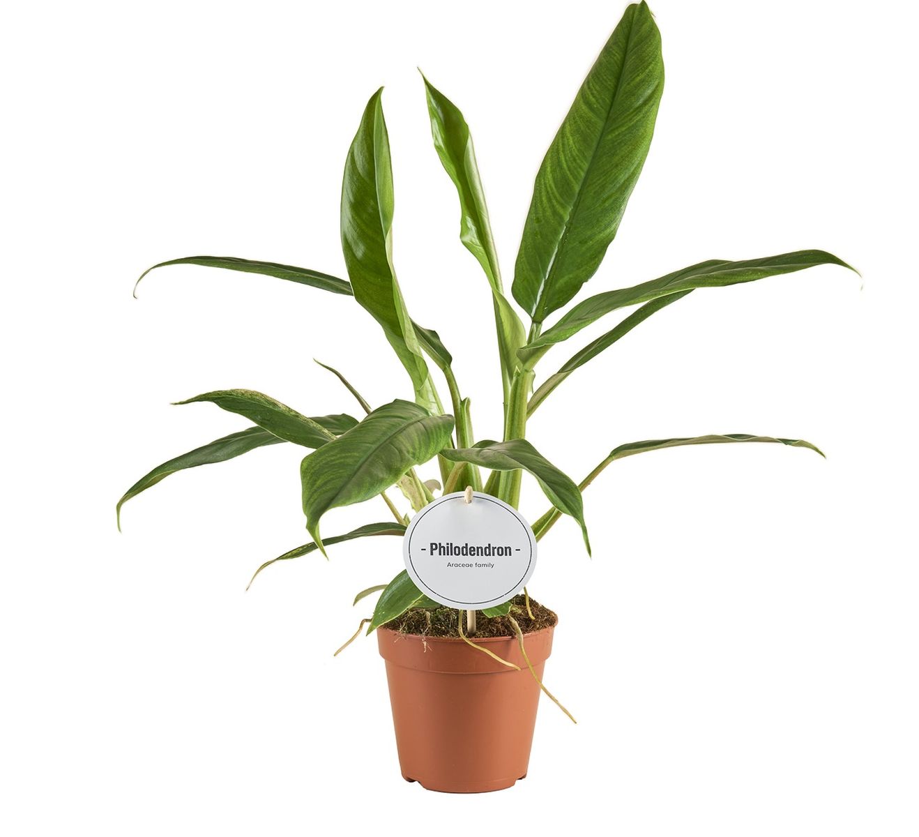 Philodendron holtonianum 'Trilobe' — Plant Wholesale FlorAccess
