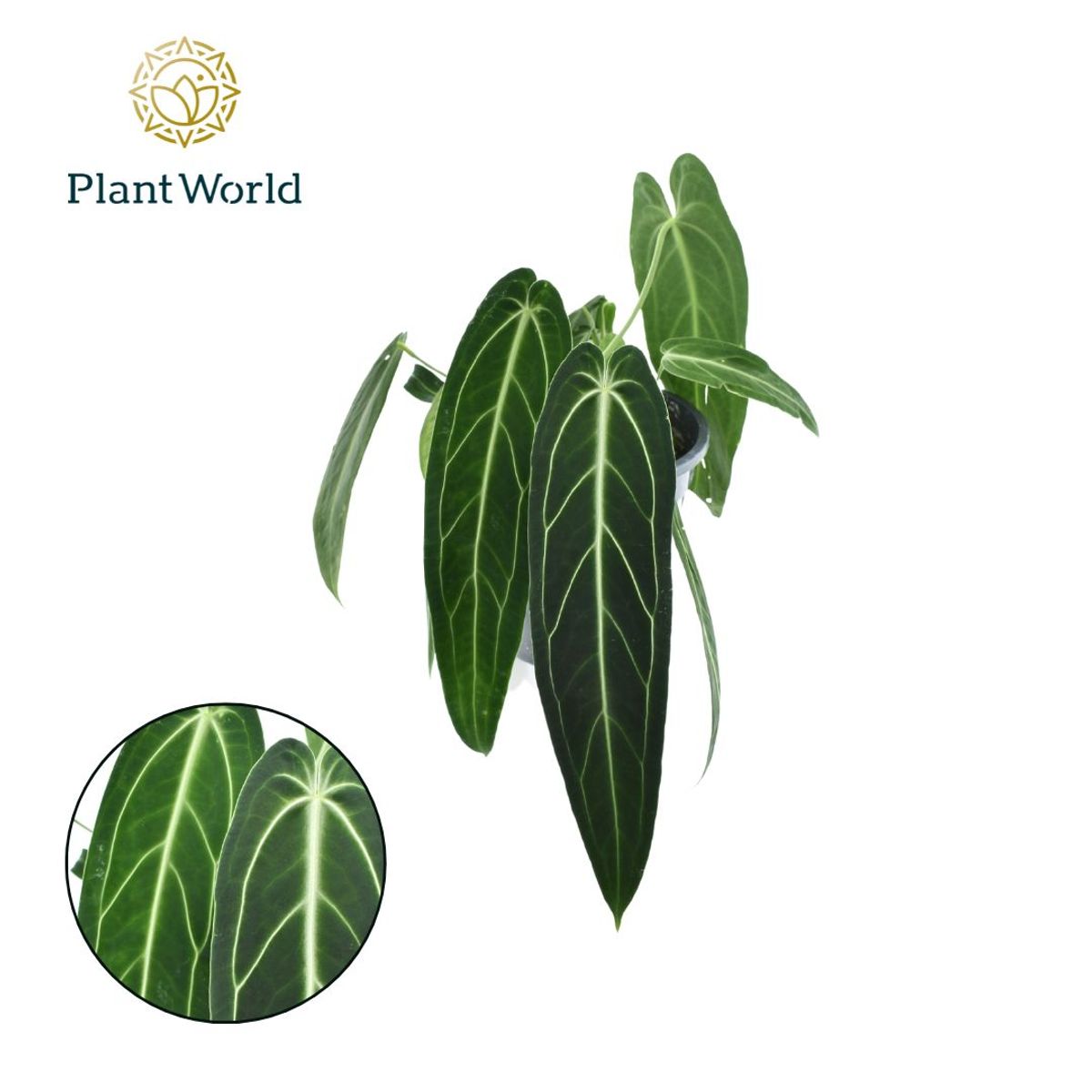 Anthurium warocqueanum — Plant Wholesale FlorAccess