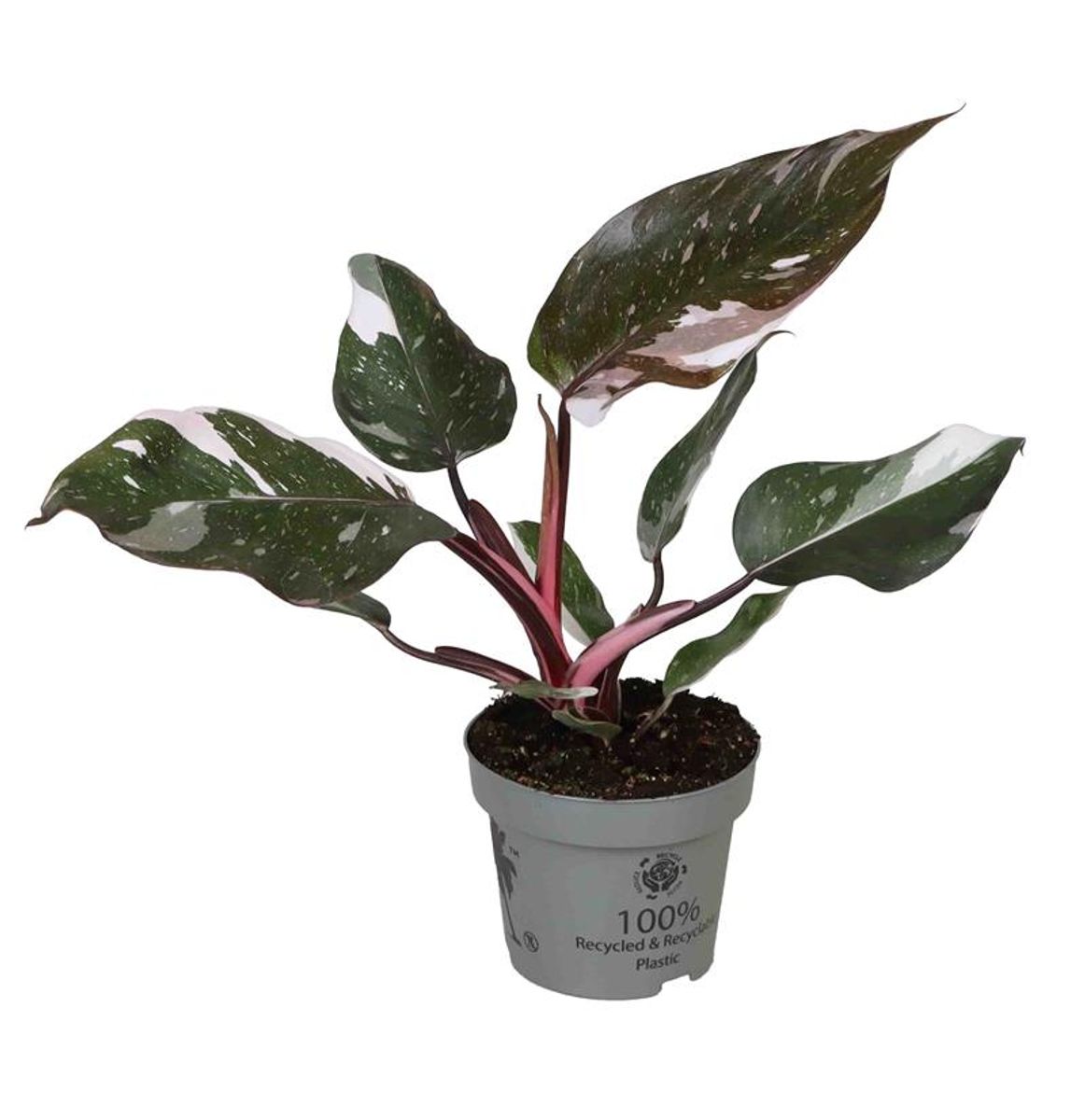 Philodendron 'Red Anderson' — Plant Wholesale FlorAccess