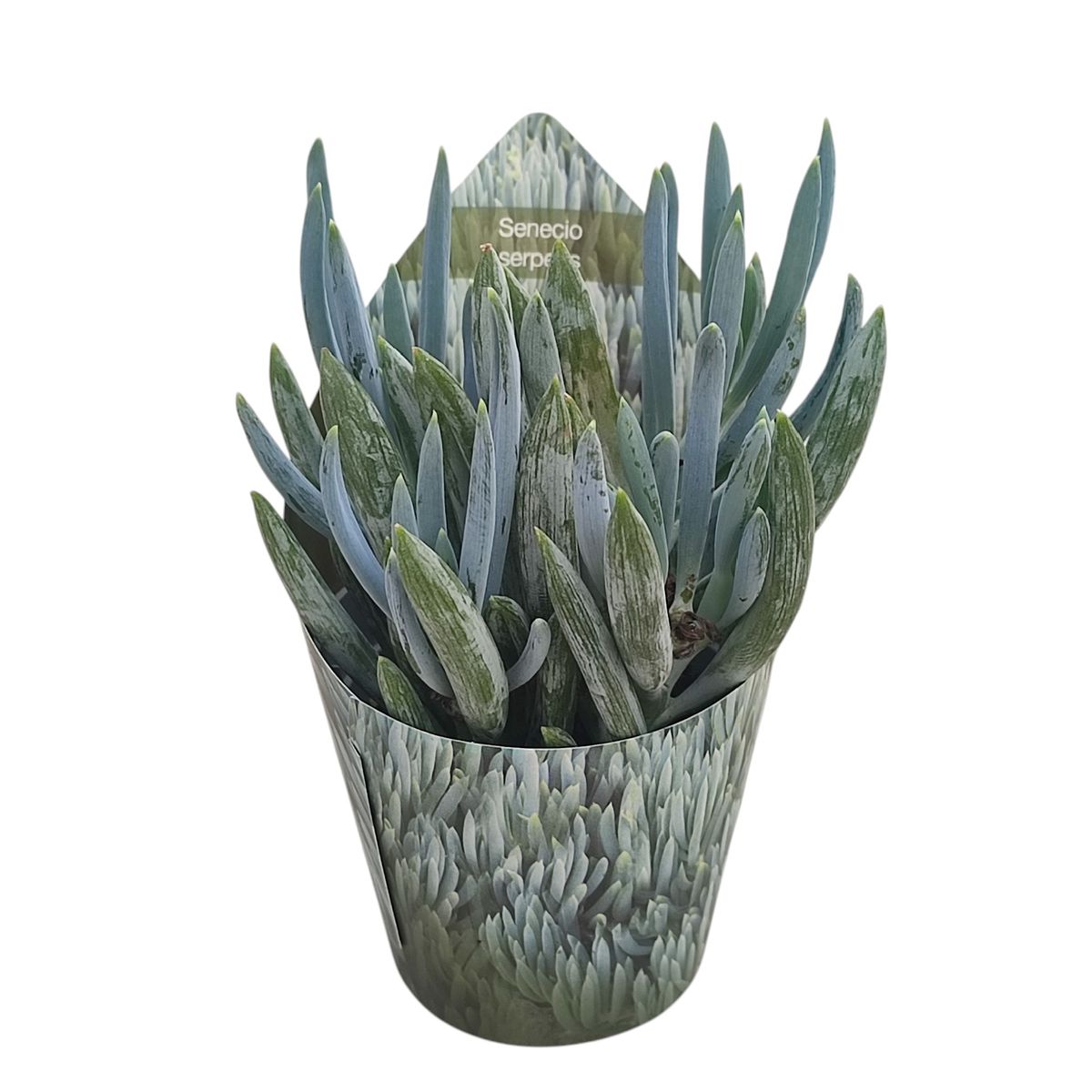 Senecio serpens — Plant Wholesale FlorAccess