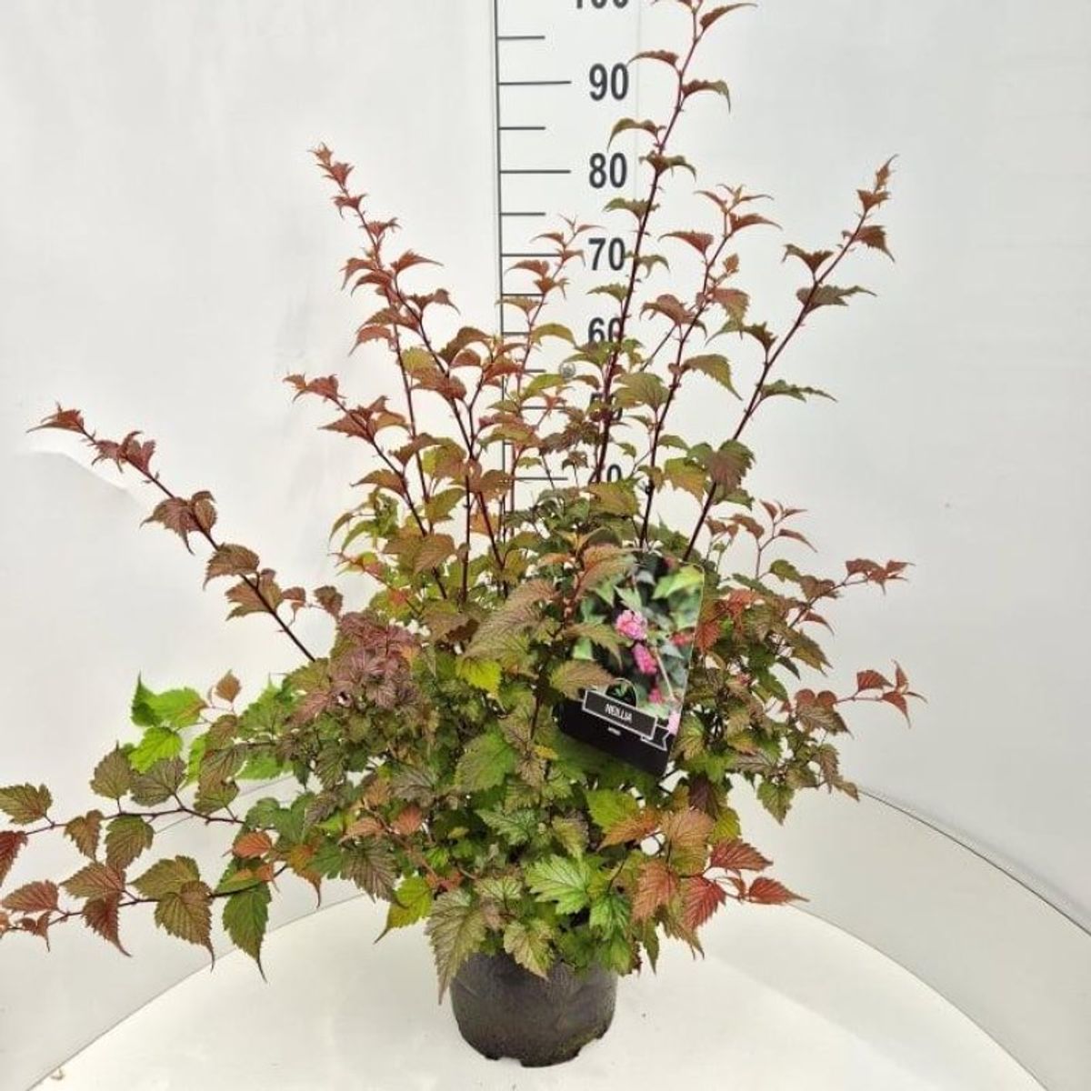 Neillia affinis — Plant Wholesale FlorAccess