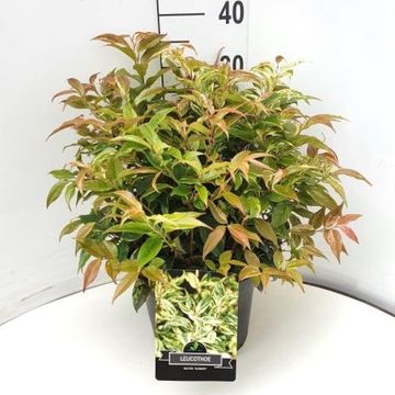 Leucothoe — Plant Wholesale FlorAccess