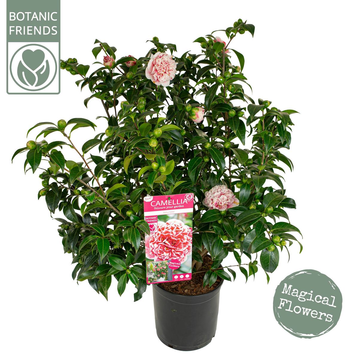 Camellia japonica 'Volunteer' — Plant Wholesale FlorAccess