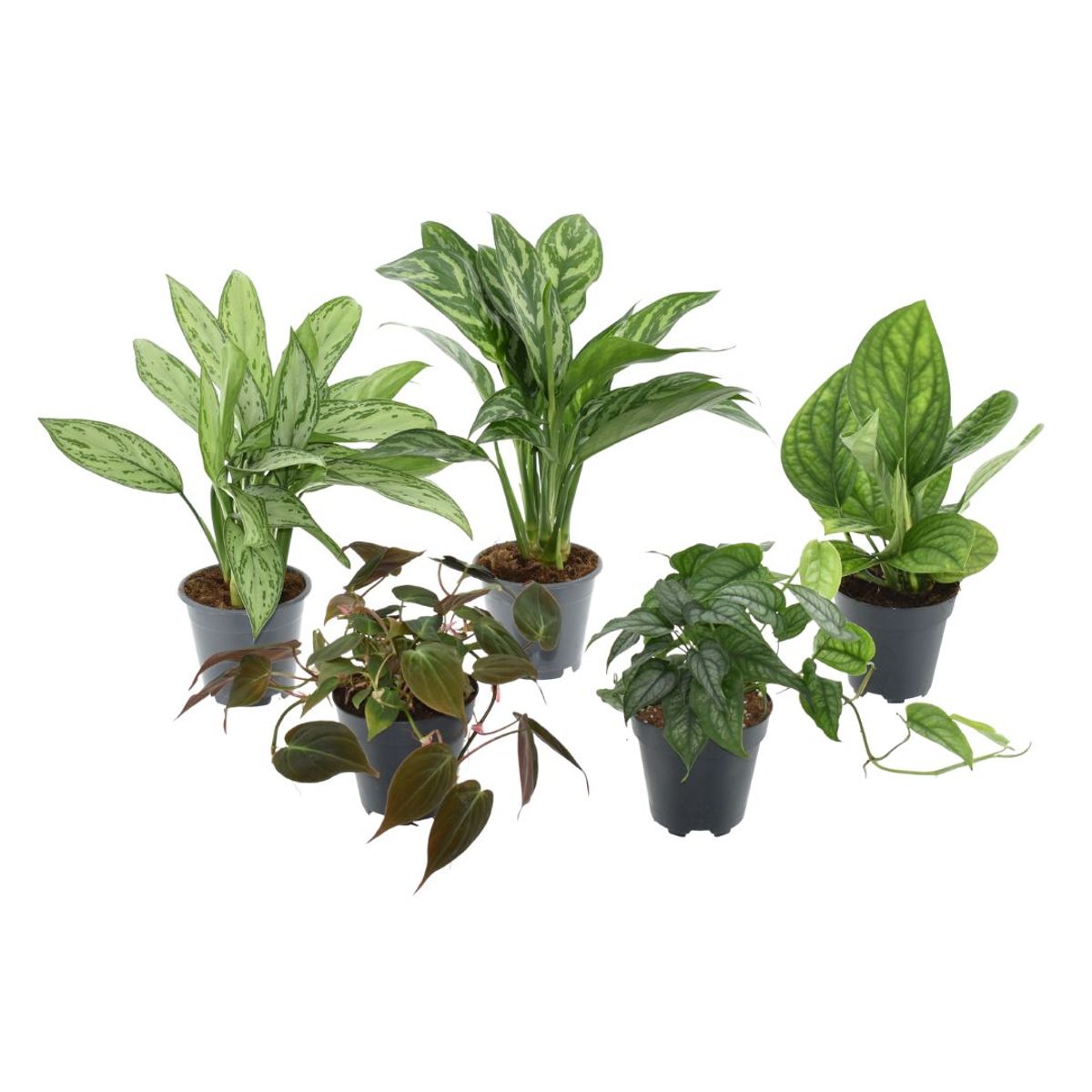 Houseplants MIX — Plant Wholesale FlorAccess