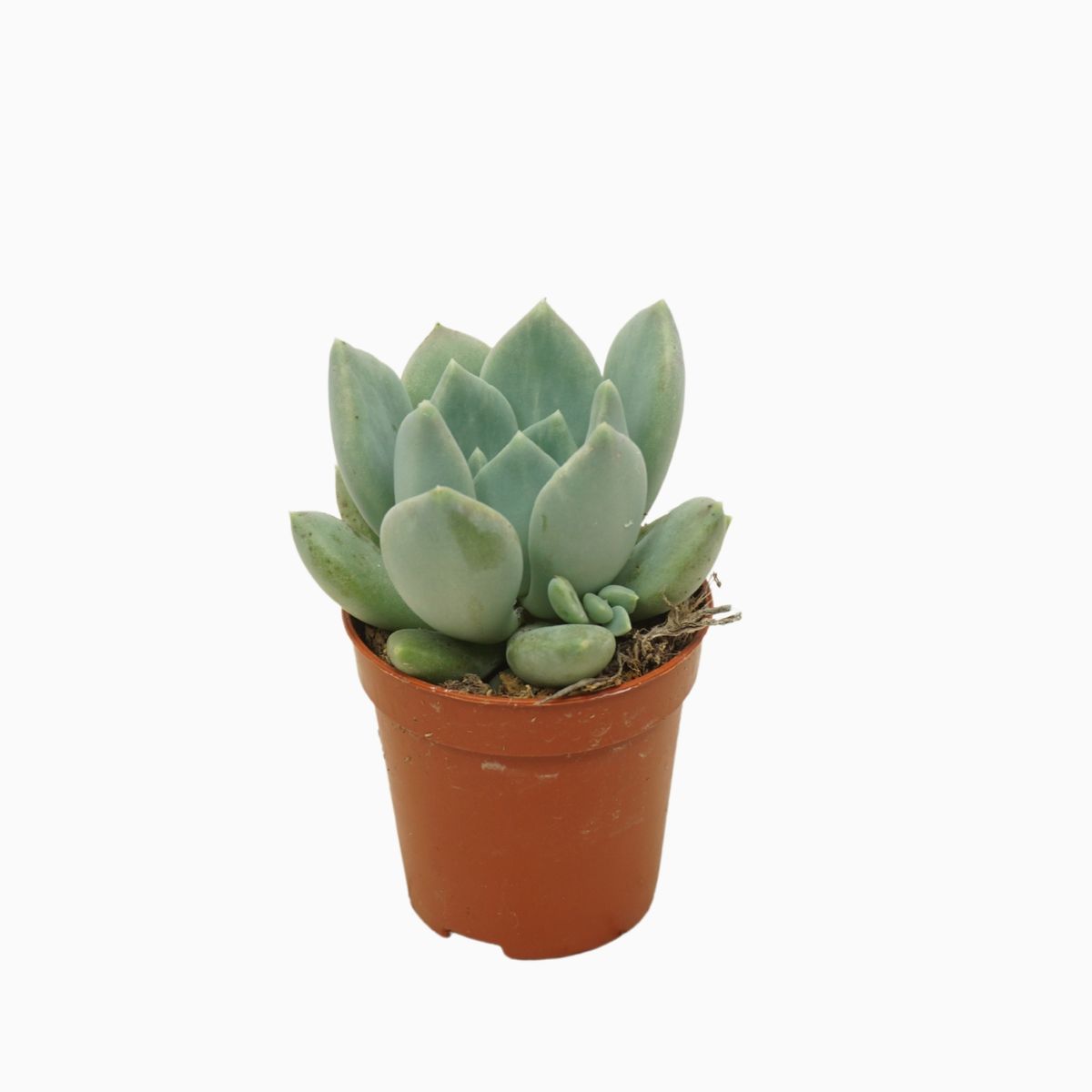 Pachyphytum 'Corvus' — Plant Wholesale FlorAccess