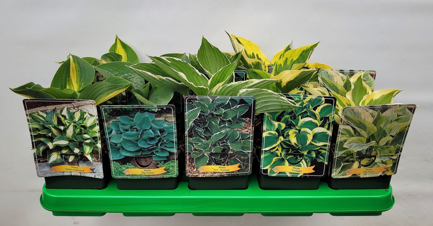 Hosta MIX — Plant Wholesale FlorAccess