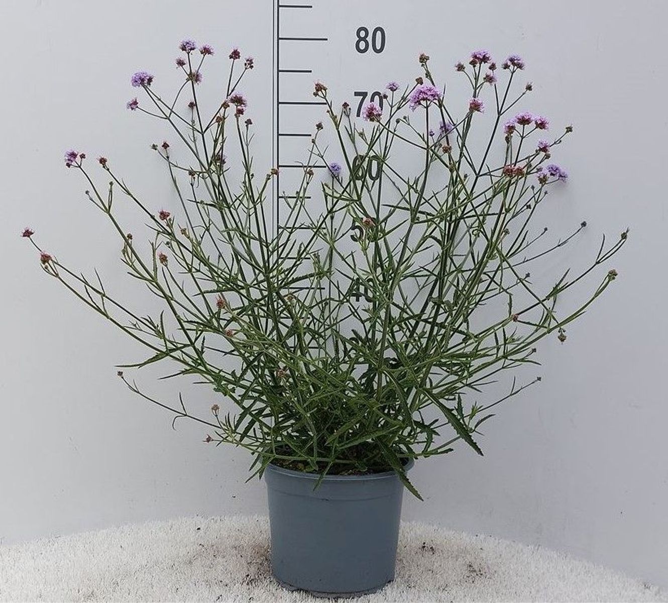 Verbena bonariensis — Plant Wholesale FlorAccess