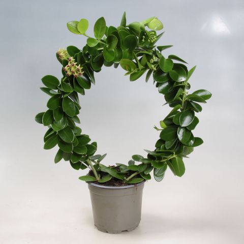 Hoya cumingiana — Plant Wholesale FlorAccess