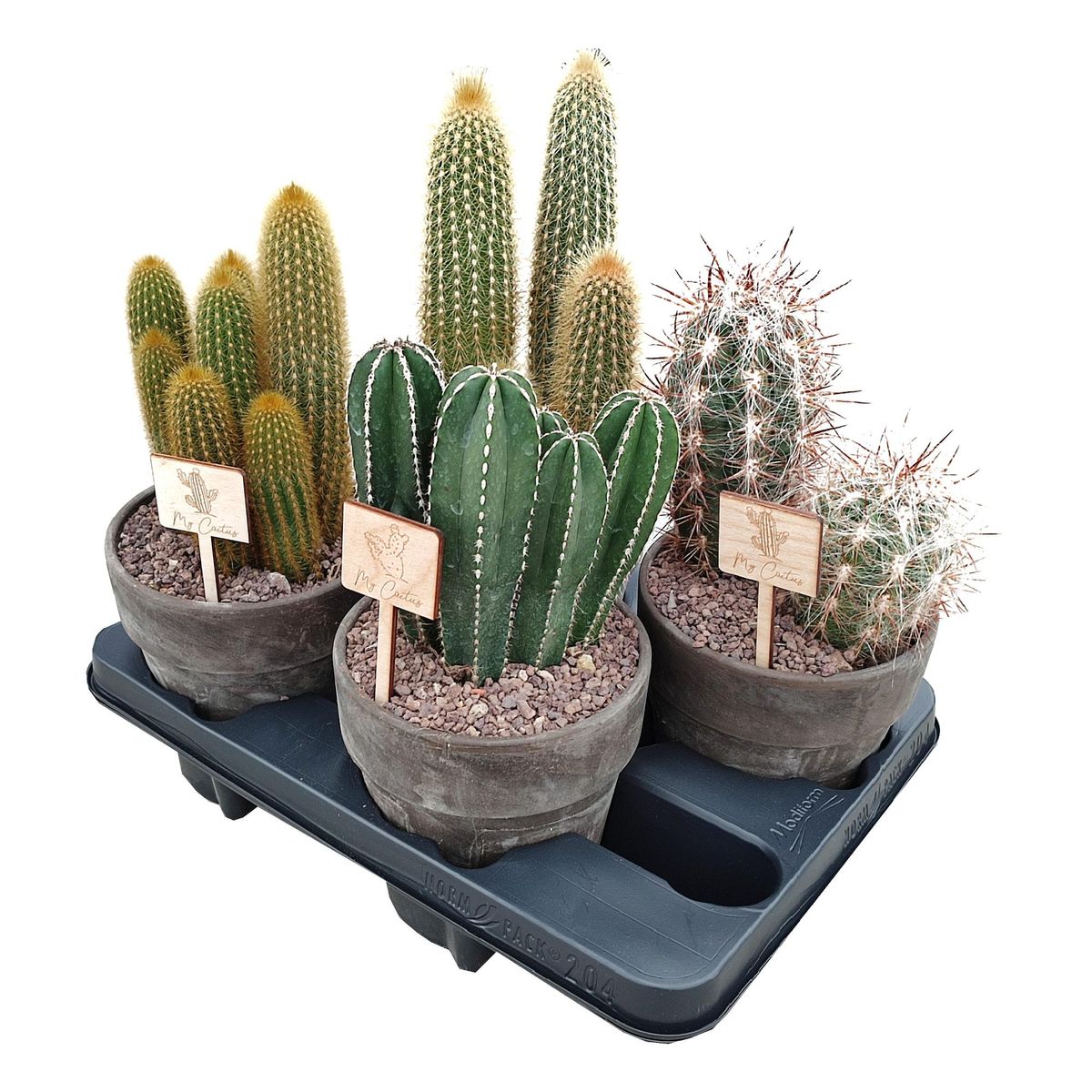 Cactus MIX — Plant Wholesale FlorAccess