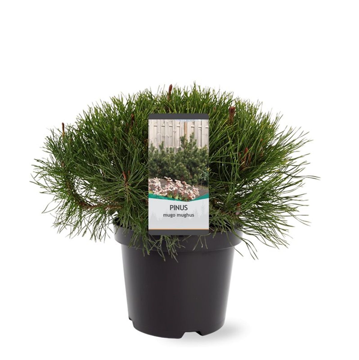 Pinus mugo mughus — Plant Wholesale FlorAccess