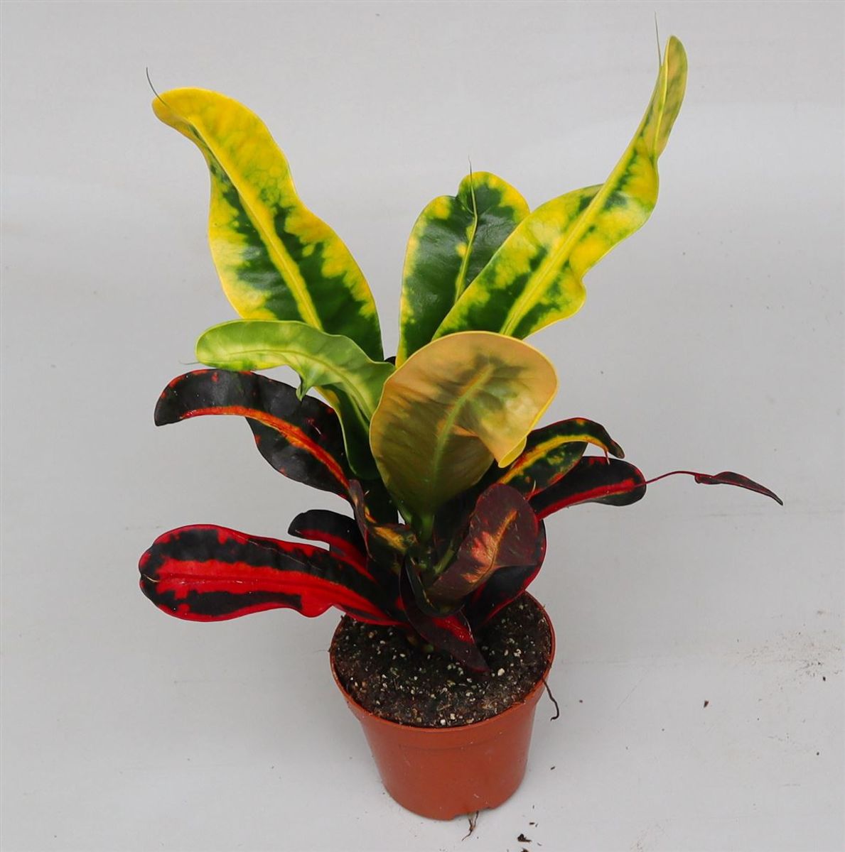Codiaeum variegatum 'Mamey' — Plant Wholesale FlorAccess