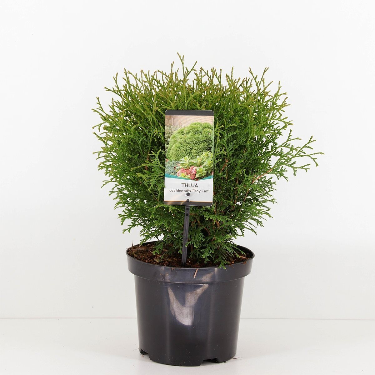 Thuja occidentalis 'Tiny Tim' — Plant Wholesale FlorAccess