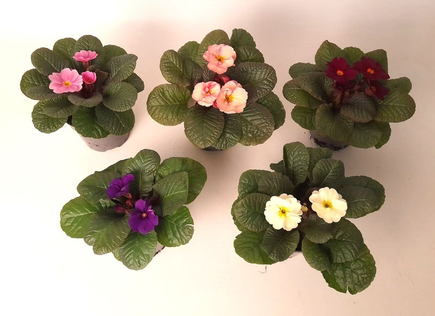 Primula OBSIDIAN MIX — Plant Wholesale FlorAccess