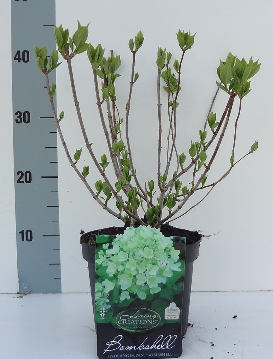 Hydrangea paniculata 'Bombshell' — Mayorista de plantas FlorAccess