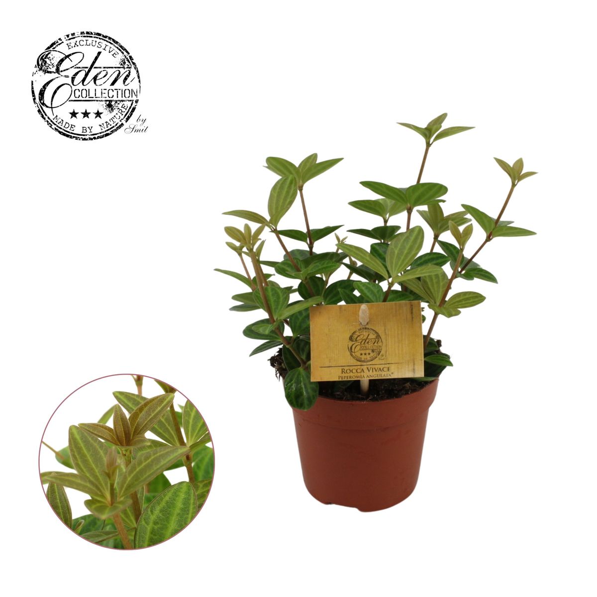 Peperomia angulata 'Rocca Vivace' — Plant Wholesale FlorAccess