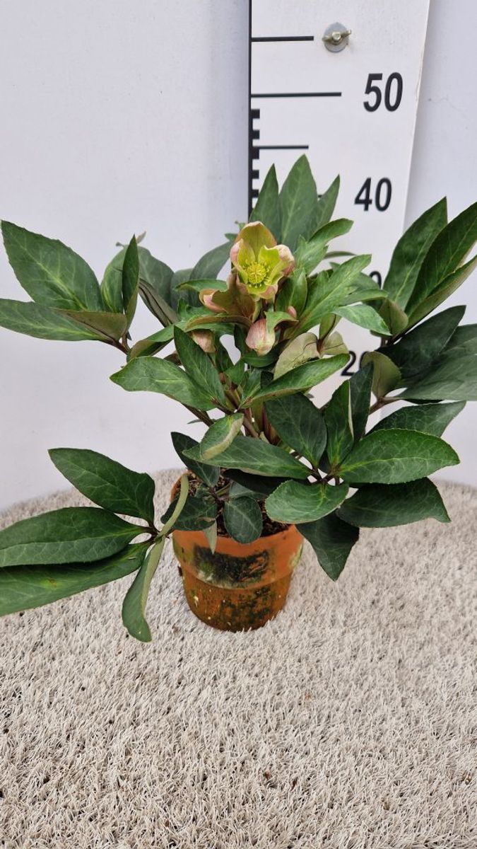 Helleborus x ericsmithii VIV VALERIA — Plant Wholesale FlorAccess