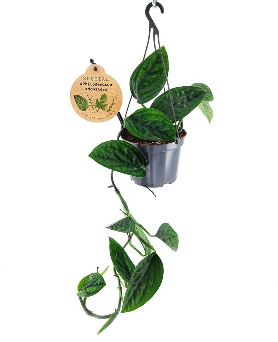 Monstera karstenianum 'Peru' — Plant Wholesale FlorAccess