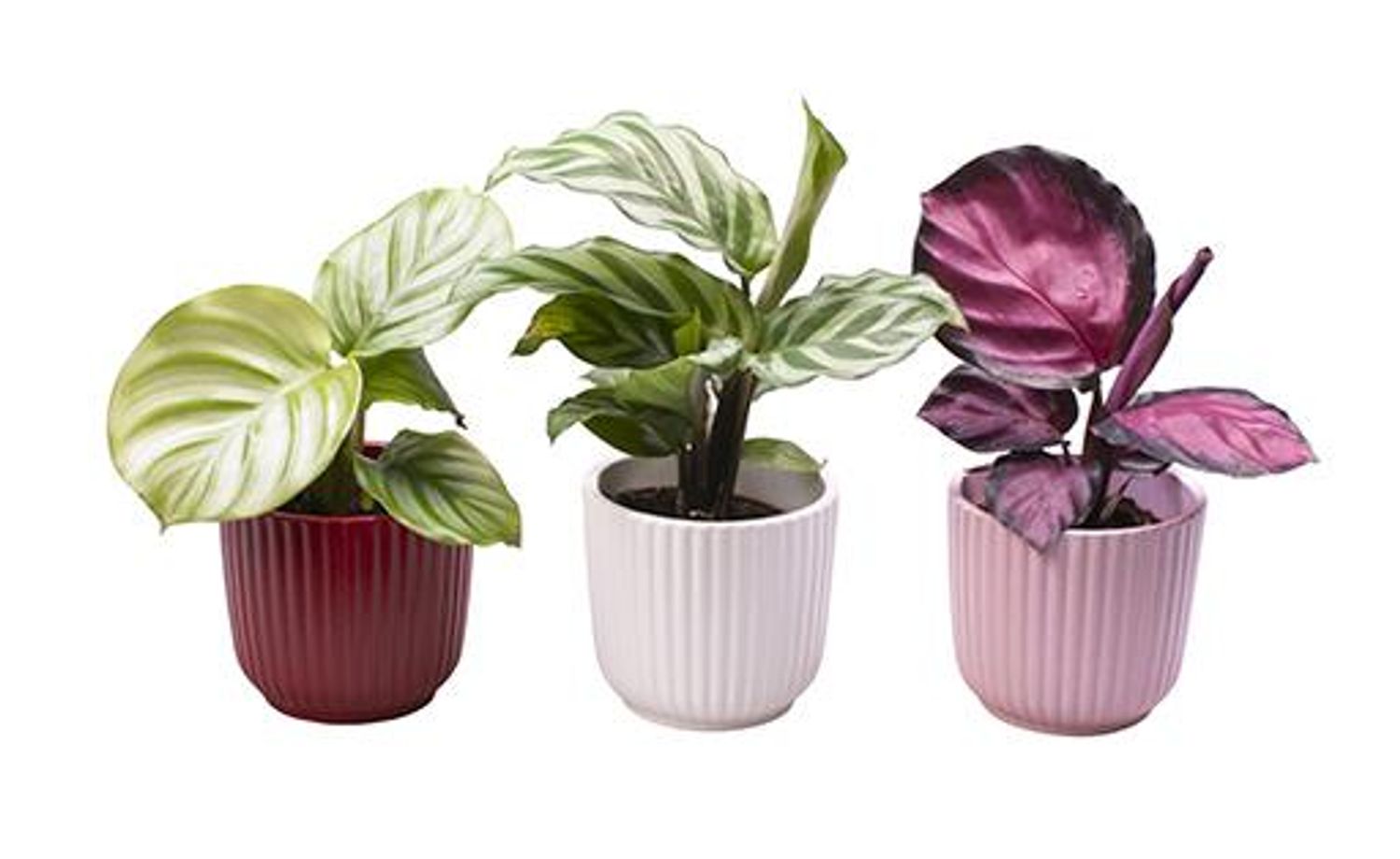 Calathea MIX — Plant Wholesale FlorAccess