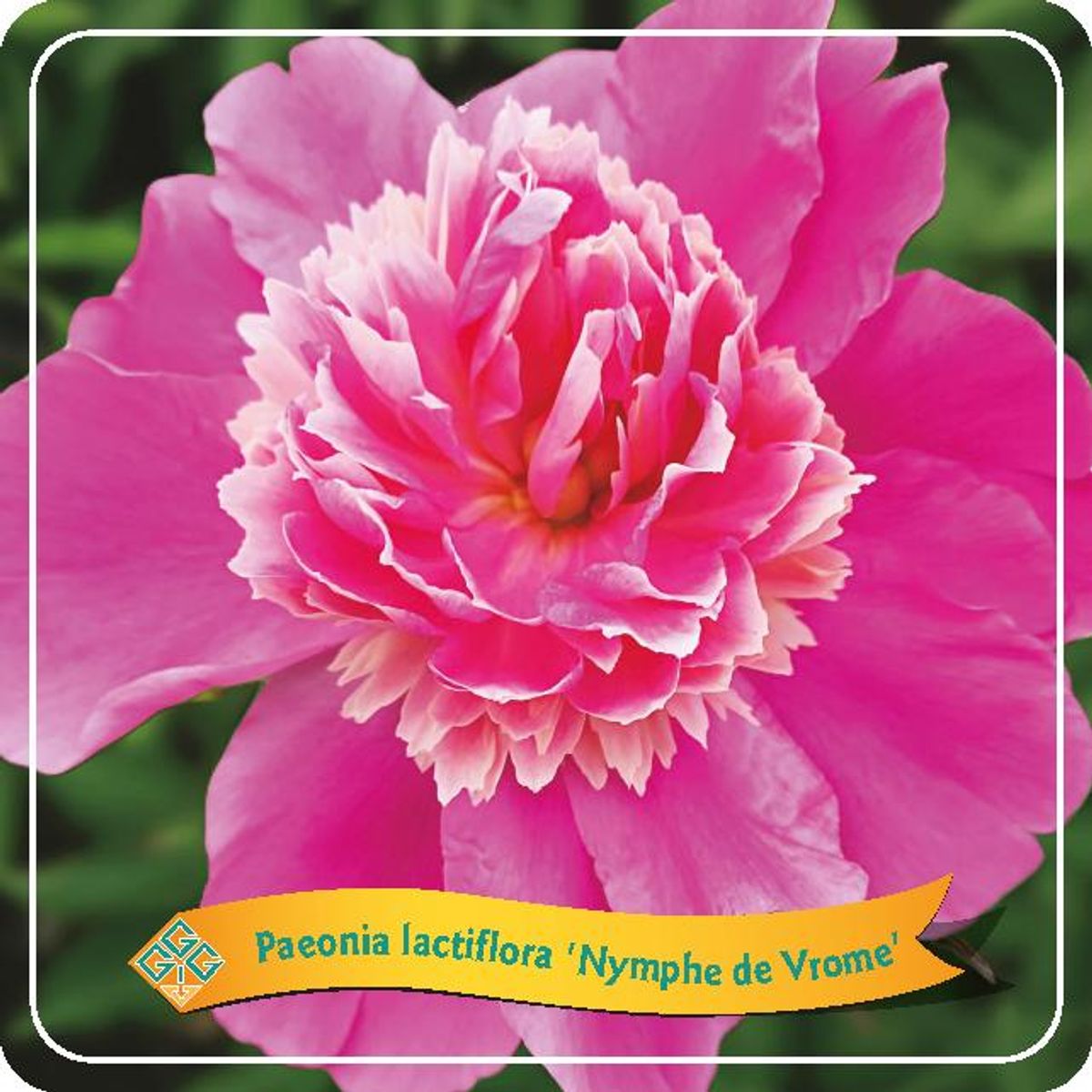 Paeonia 'Nymphe de Vrome' — Grossiste en Plantes FlorAccess