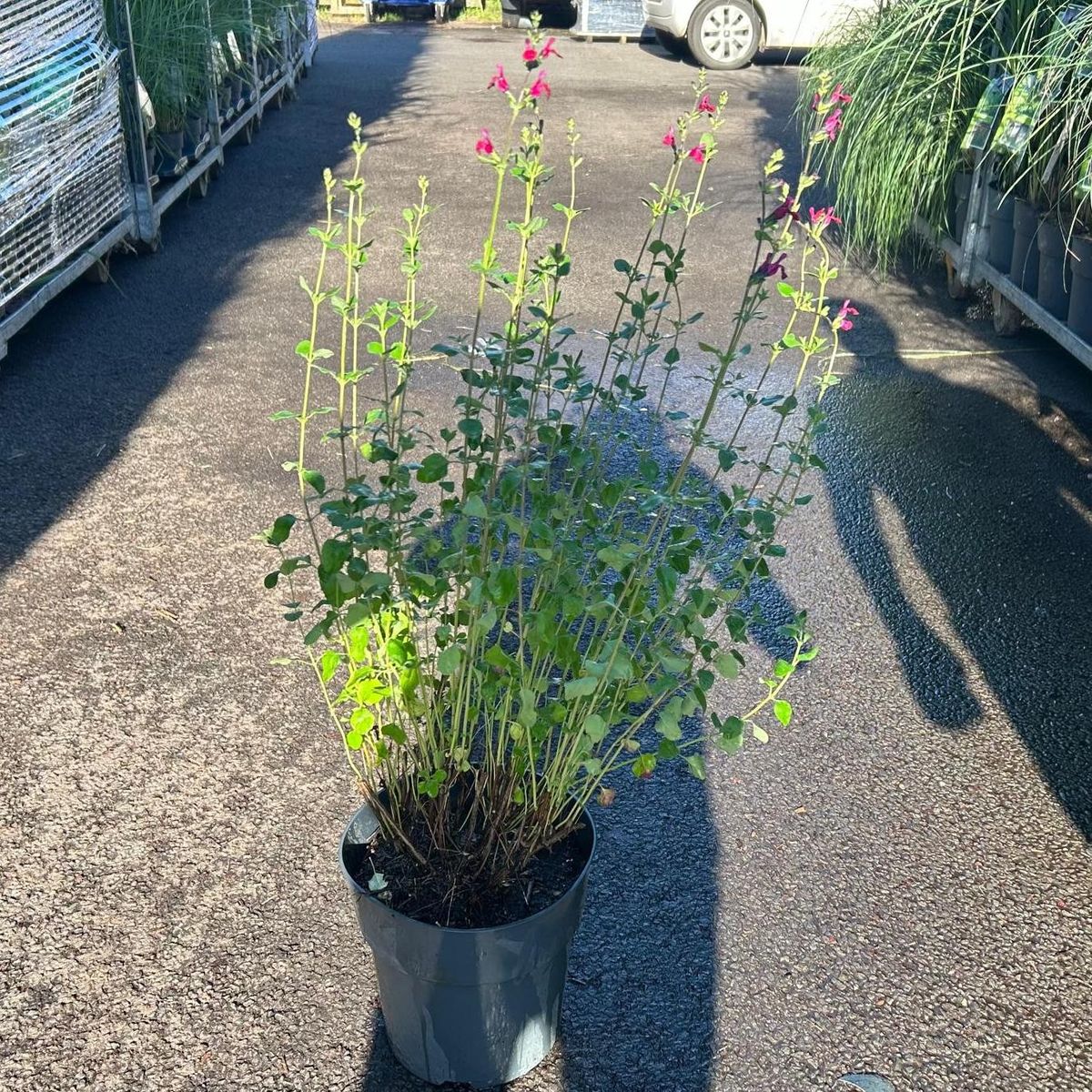 Salvia greggii 'Cherry Lips' — Рослини оптом FlorAccess