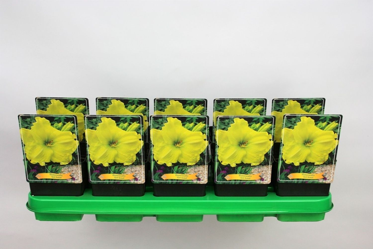 Hemerocallis 'Girl Scout' — Plant Wholesale FlorAccess