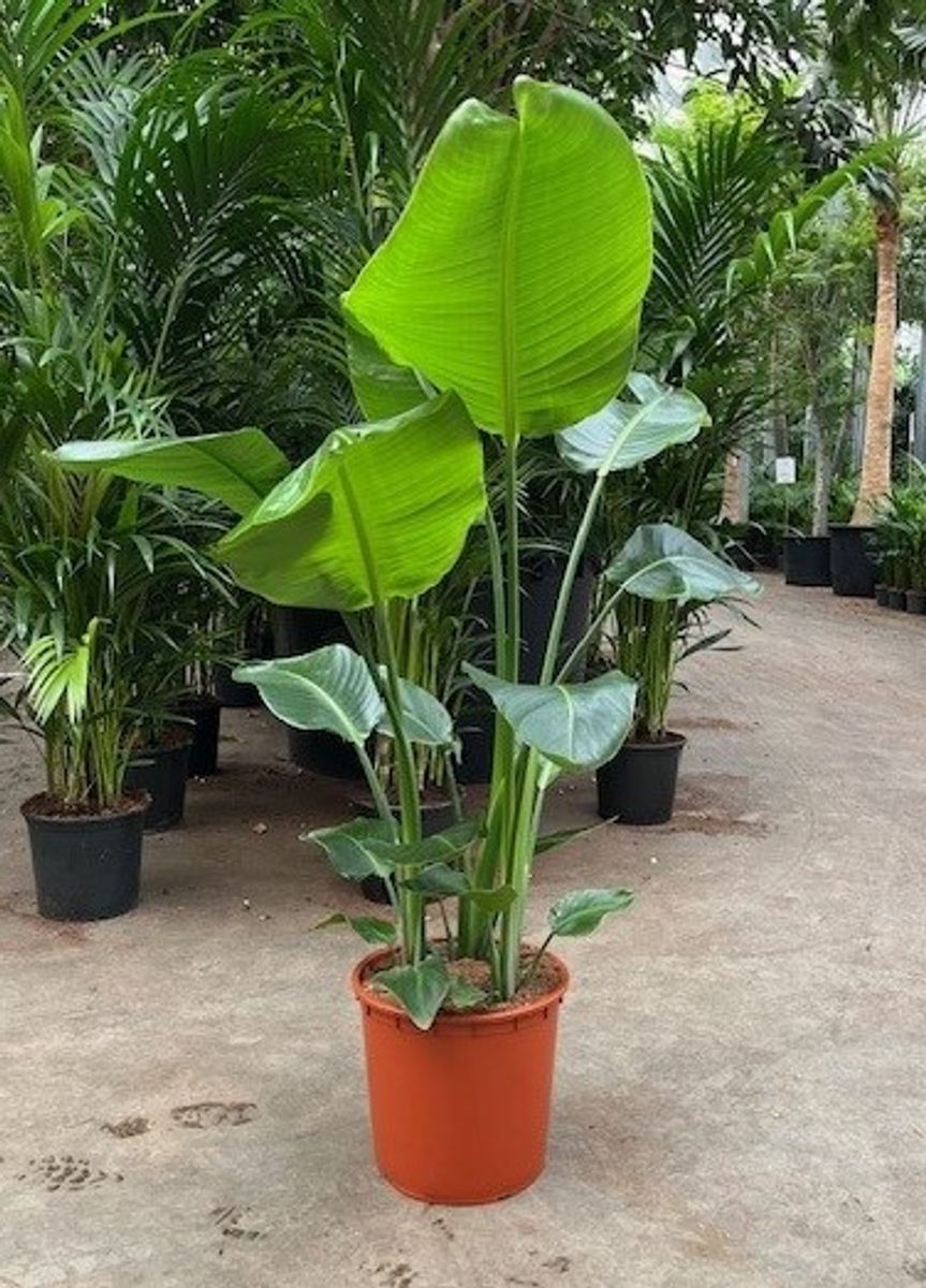 Strelitzia nicolai — Plant Wholesale FlorAccess