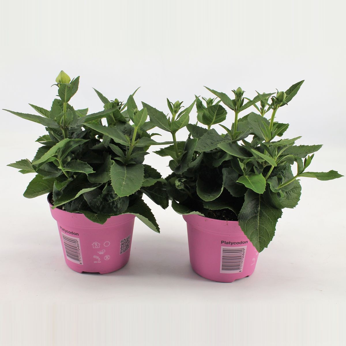 Platycodon grandiflorus ASTRA PINK — Plant Wholesale FlorAccess