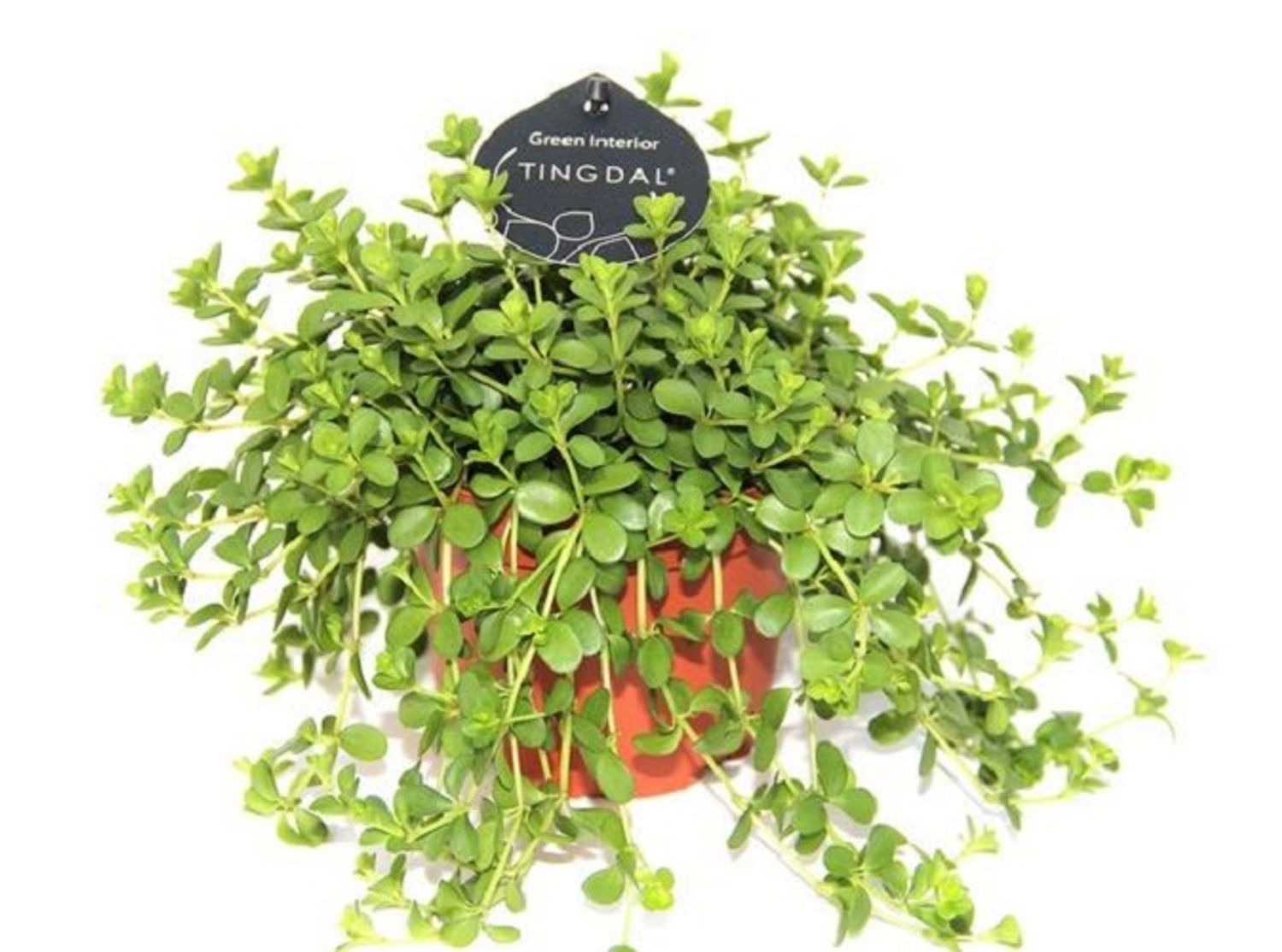 Peperomia deppeana — Plant Wholesale FlorAccess
