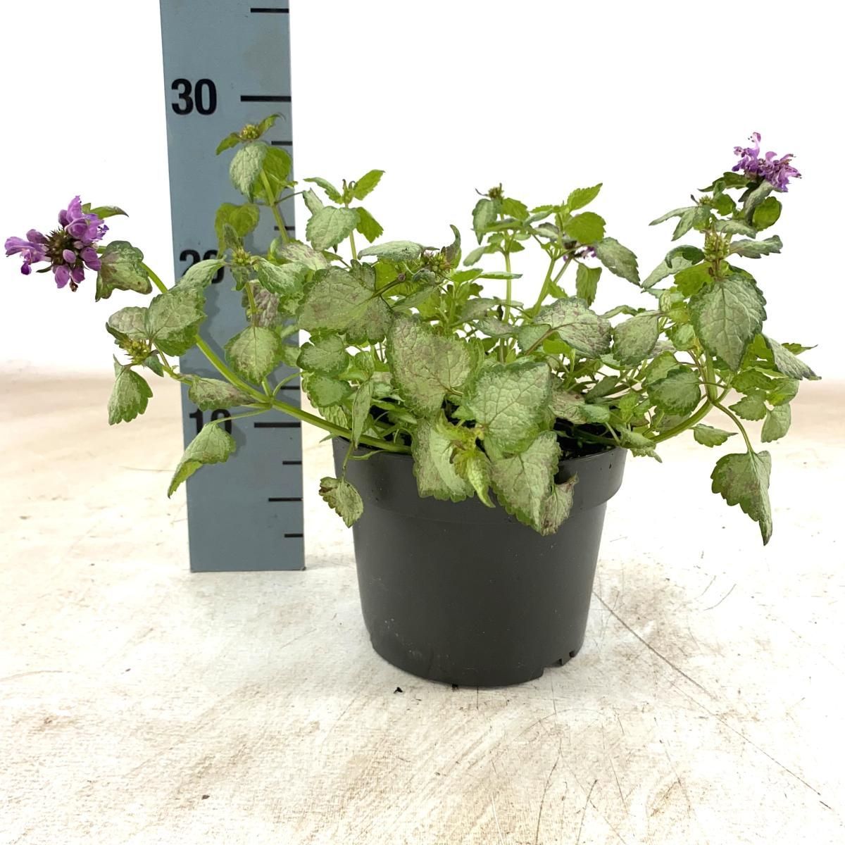 Lamium maculatum 'Beacon Silver' — Plant Wholesale FlorAccess