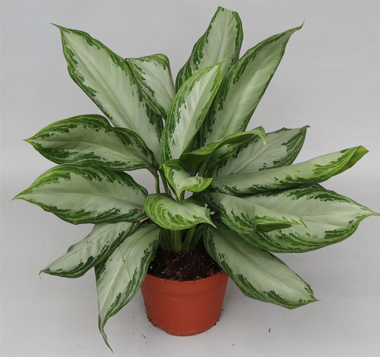 Aglaonema 'Silver Bay' — Plant Wholesale FlorAccess