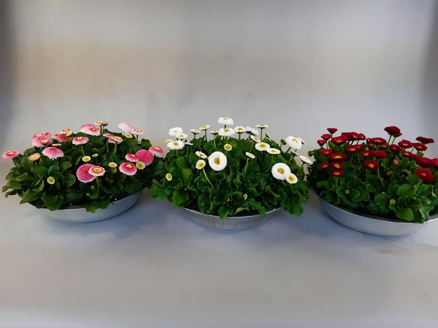 Bellis perennis MIX — Plant Wholesale FlorAccess