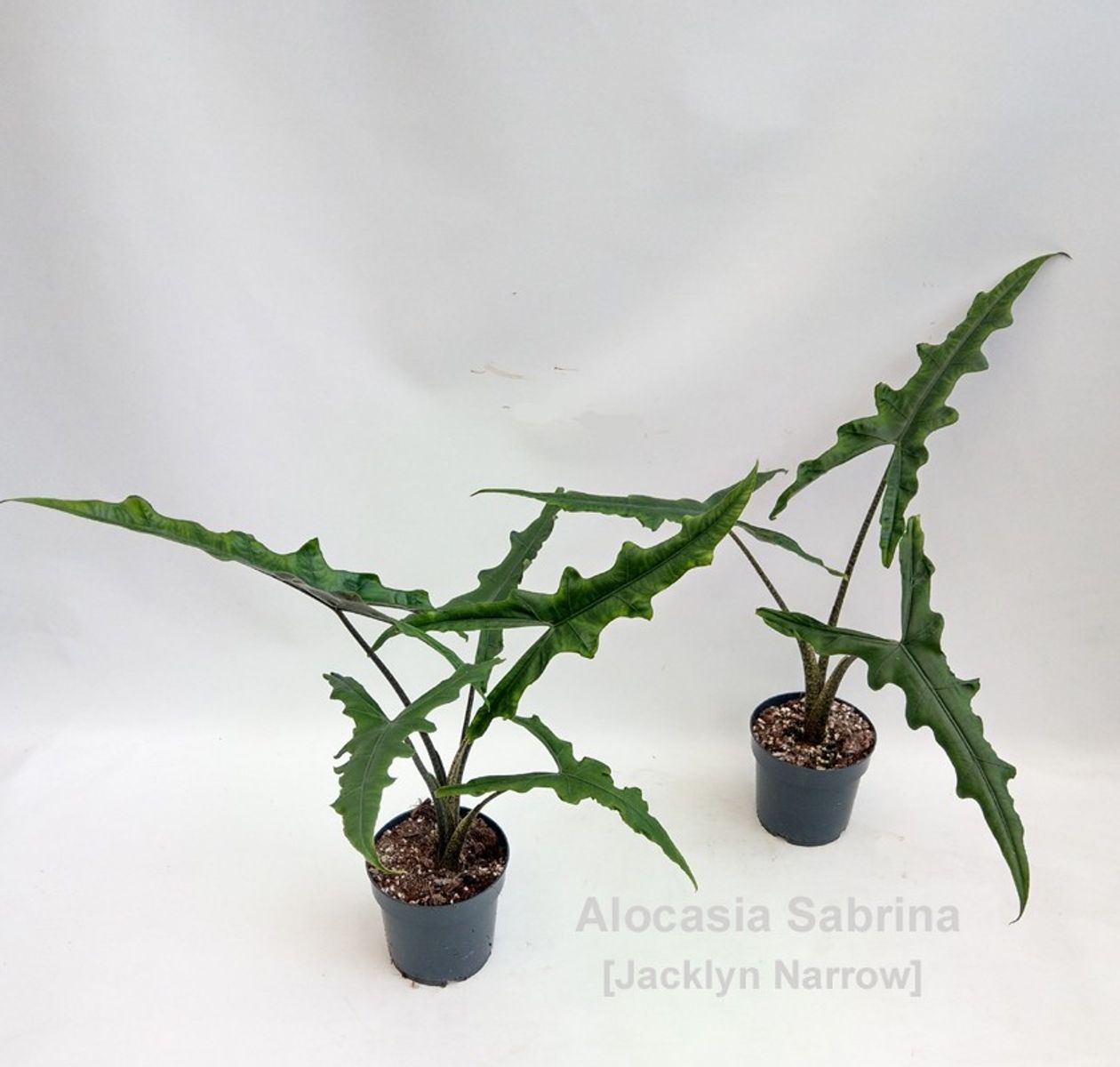Alocasia SABRINA NARROW — Plant Wholesale FlorAccess