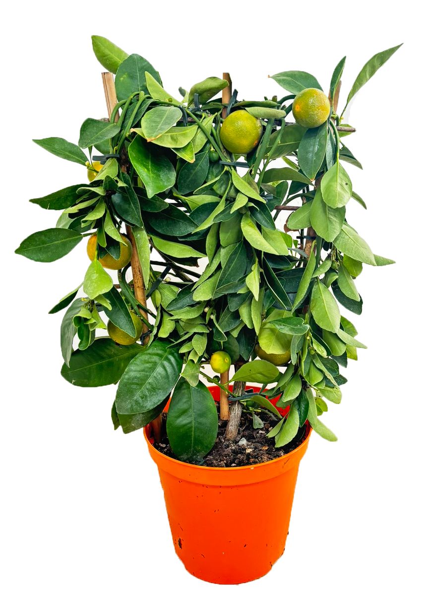 Citrus x microcarpa — Plant Wholesale FlorAccess