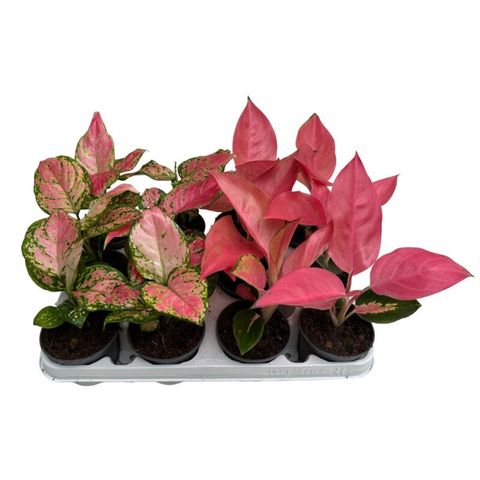 Aglaonema MIX — Plant Wholesale FlorAccess