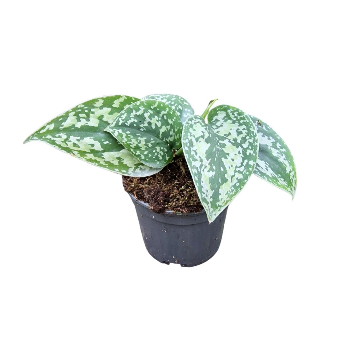 Scindapsus TRICOLOR — Plant Wholesale FlorAccess