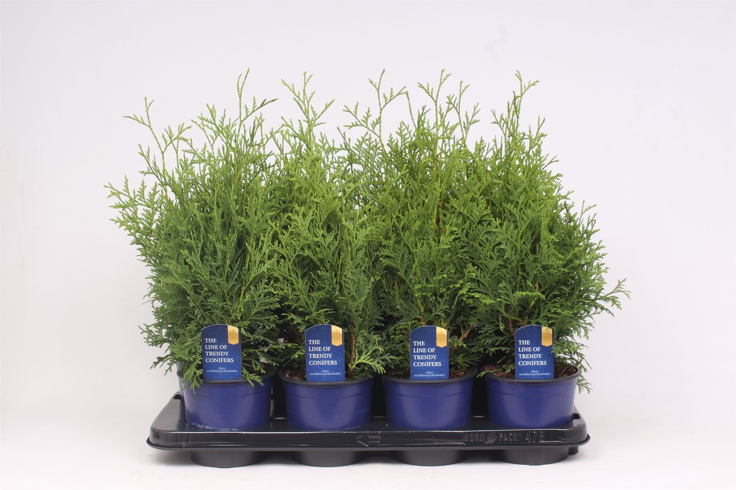 Thuja occidentalis 'Holmstrup' — Plant Wholesale FlorAccess