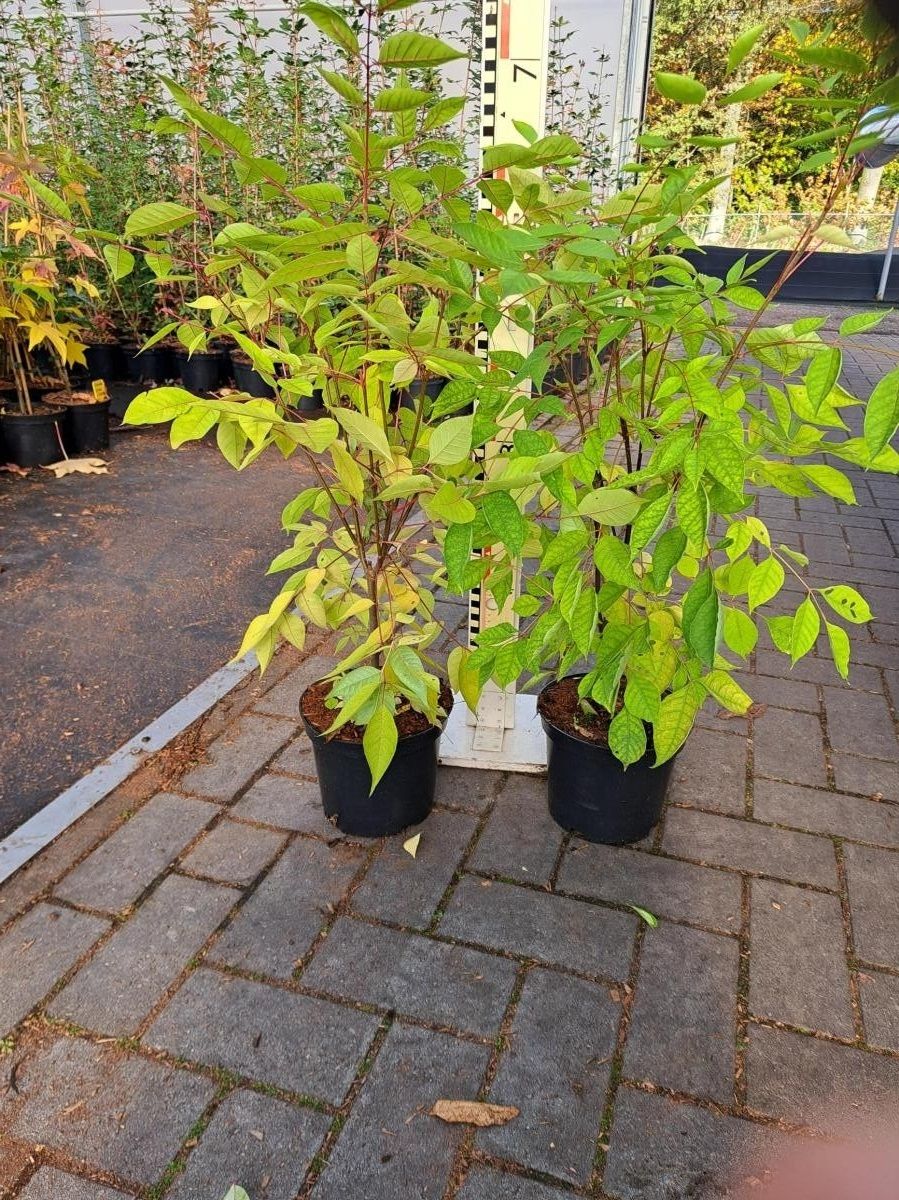 Tetradium daniellii — Plant Wholesale FlorAccess
