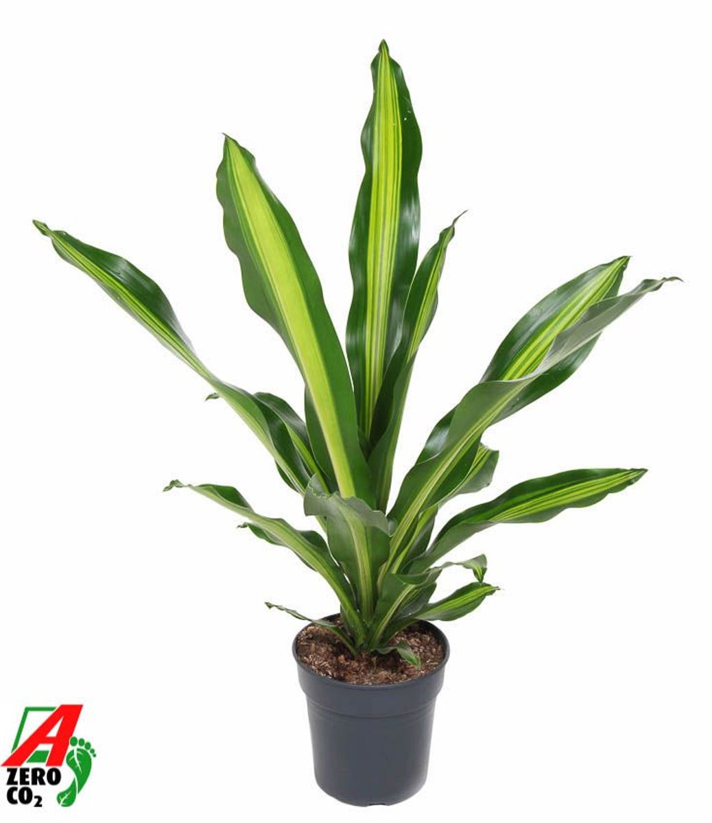 Dracaena fragrans BURLEY — Plant Wholesale FlorAccess