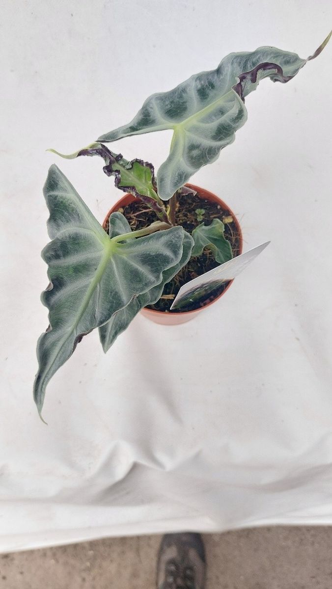 Alocasia 'Loco' — Plant Wholesale FlorAccess
