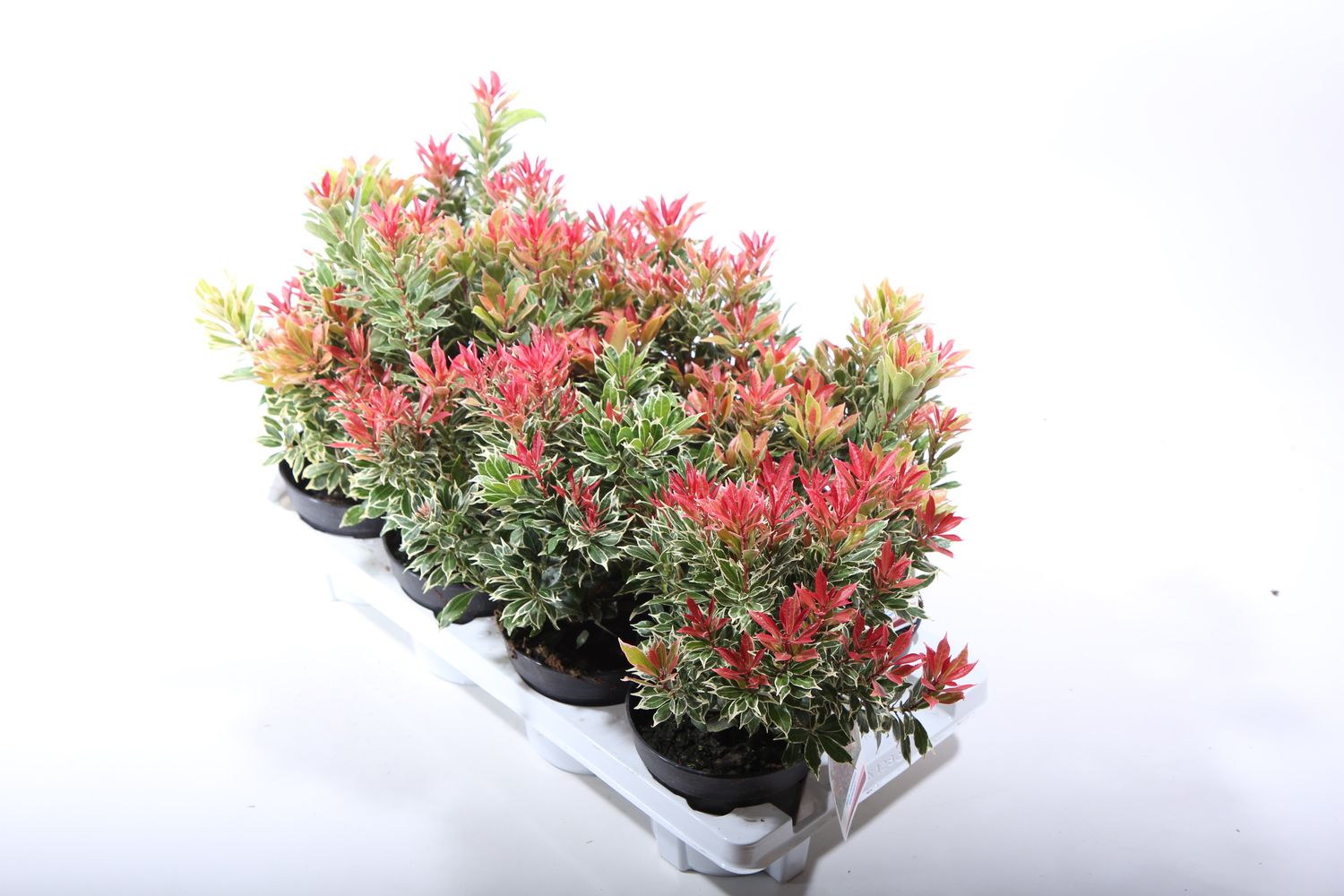 Pieris japonica 'Carnaval' — Plant Wholesale FlorAccess