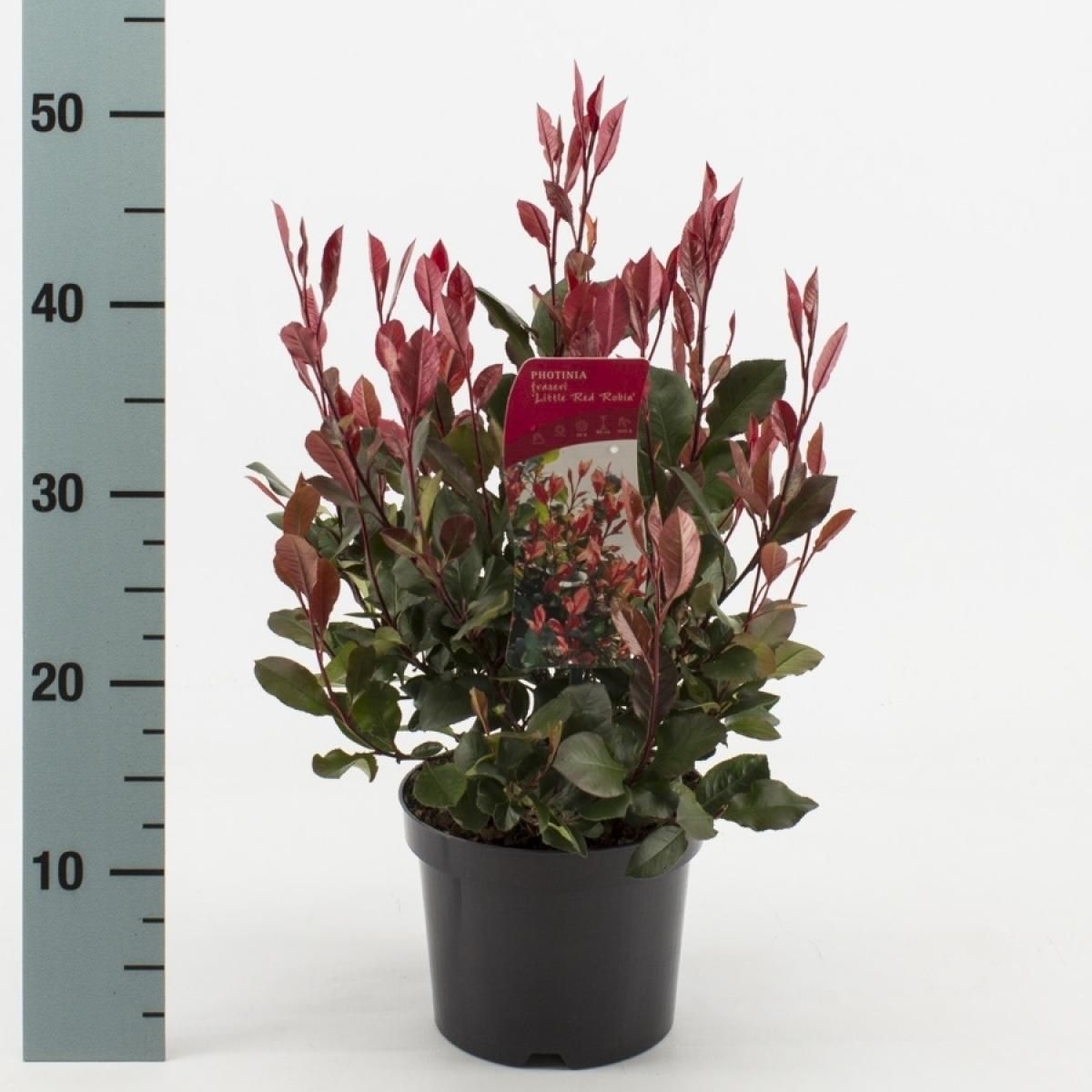 Photinia x fraseri 'Little Red Robin' — Plant Wholesale FlorAccess
