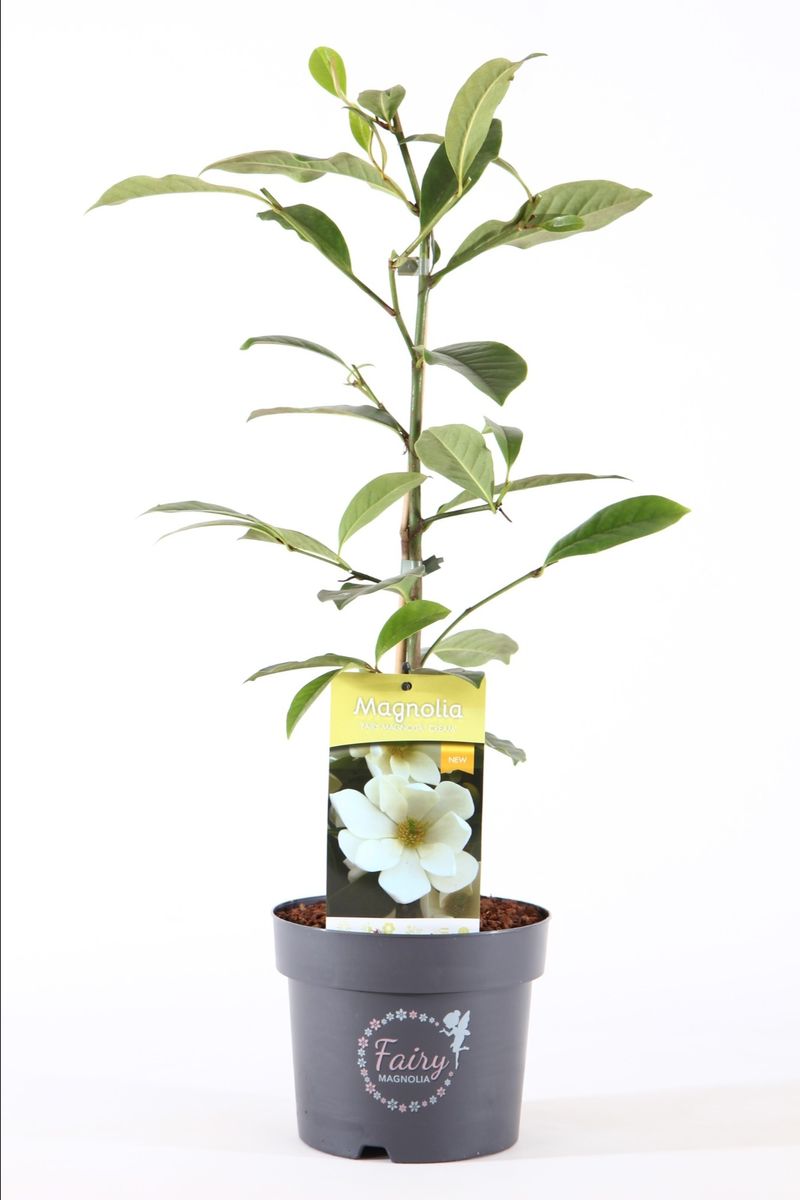 Magnolia FAIRY MAGNOLIA CREAM — Plant Wholesale FlorAccess