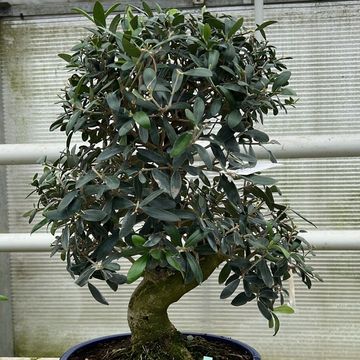 Olea europaea — Plant Wholesale FlorAccess