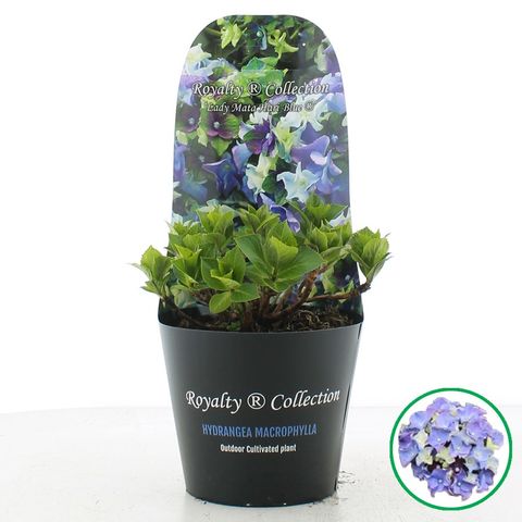 Hydrangea macrophylla ROYALTY COLLECTION LADY MATA HARI BLUE — Plant ...
